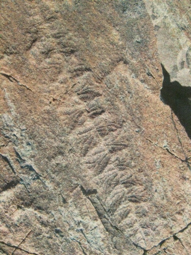 Mistaken Point in Newfoundland at the Miller Museum in Kingston ...